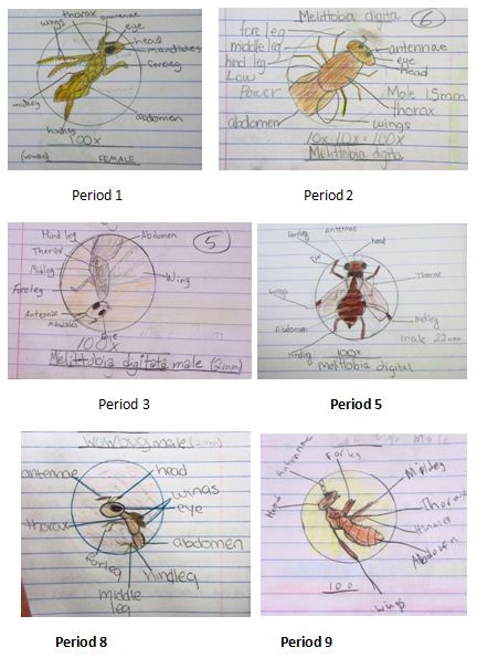 Frick's Fantabulous Science Site: WOWBUGS