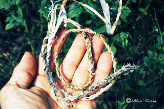 Ethnobotanical Pursuits: Milkweed Cordage