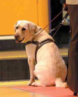 PREVENIR LA CEGUERA: PERROS GUIA: NOS ENSEÑA COMO ACTUAR...
