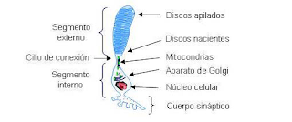 PREVENIR LA CEGUERA: RETINA: HISTOLOGIA, FOTORECEPTORES...