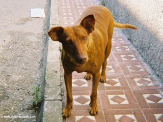 El Diablo Amarillo: "El perro peruano"