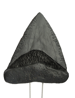 SCP: Megalodon -360 Shots