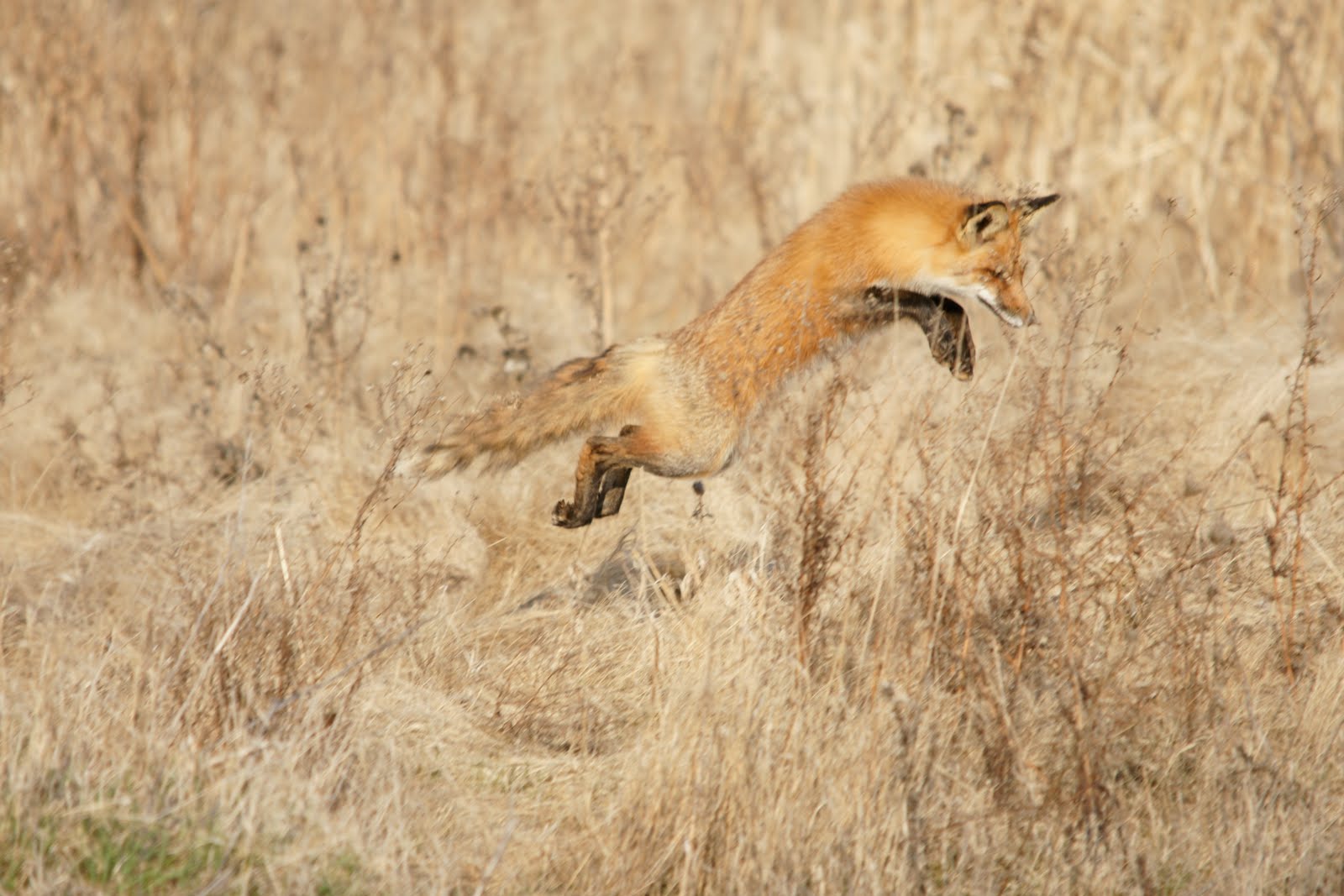Nature Works Photography: Red Fox Hunting March,30/10