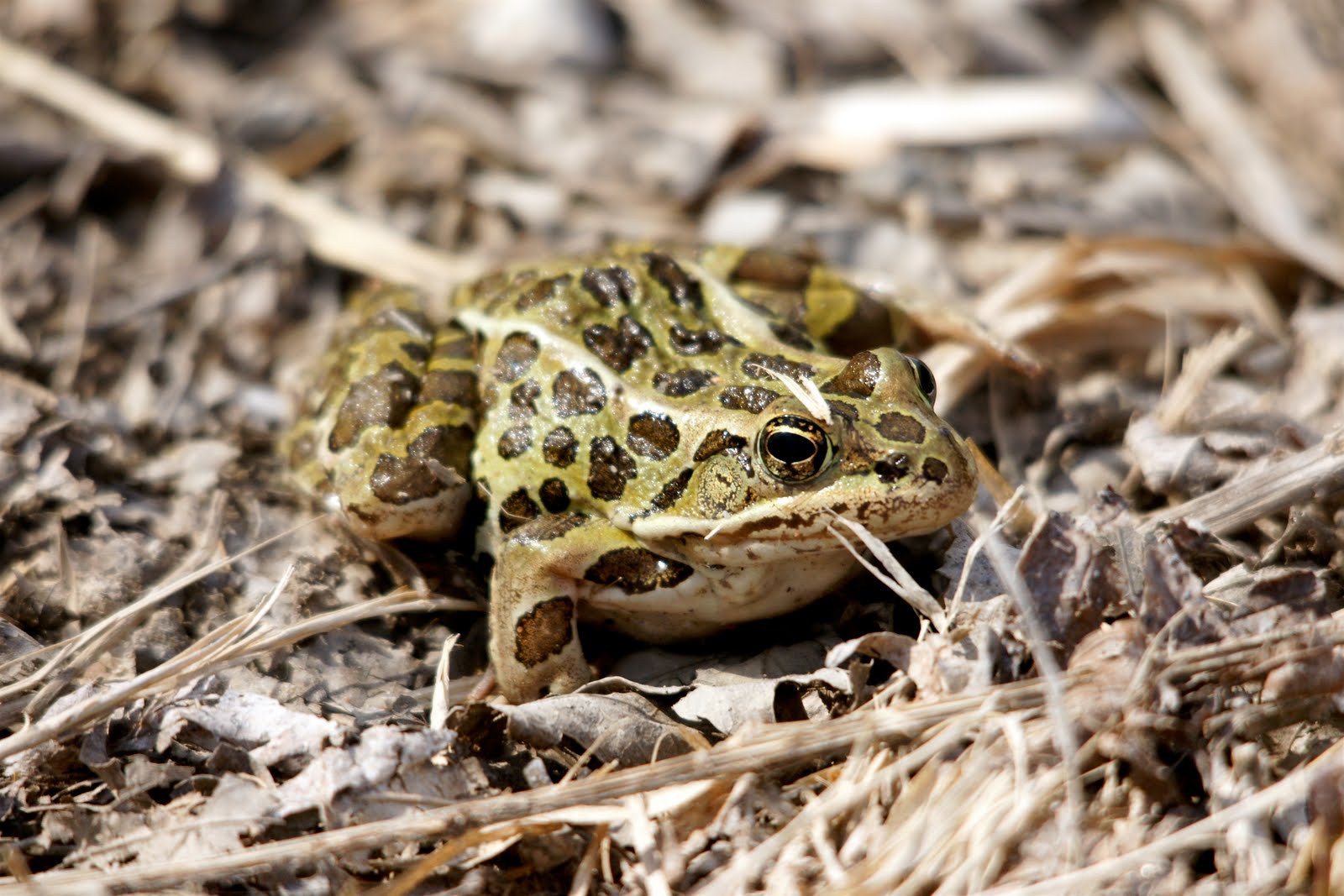 Nature Works Photography: Spring frogs