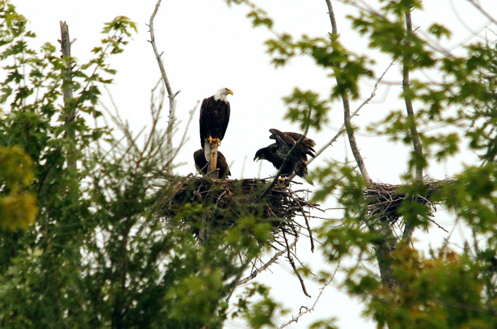 Bald Eagle Family, 2010: Under parents watchful eyes.