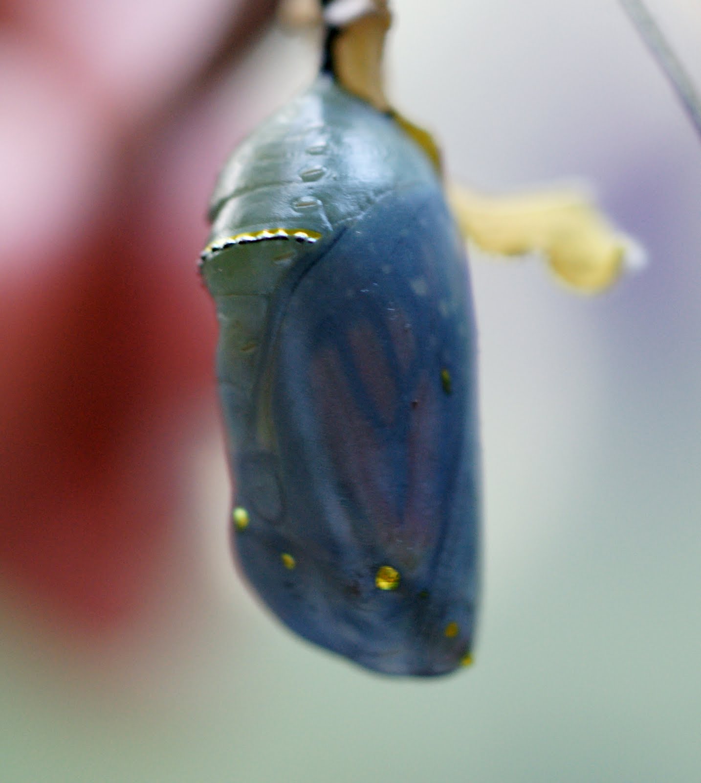 A Monarch Butterfly's Journey, 2010: Chrysalis changing