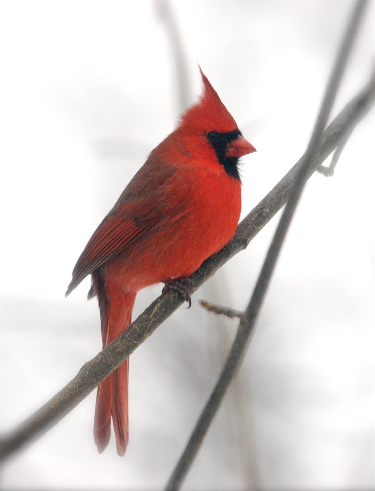 Nature Works Photography: Cardinal and red bellied woodpecker.