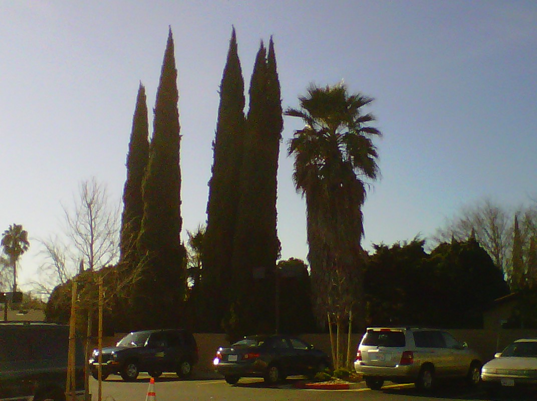 Brian and Jess's California Adventure: Dr. Seuss Trees