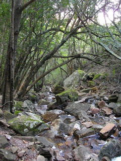 Walking the Cape: Contour Path: Constantia Nek to Newlands