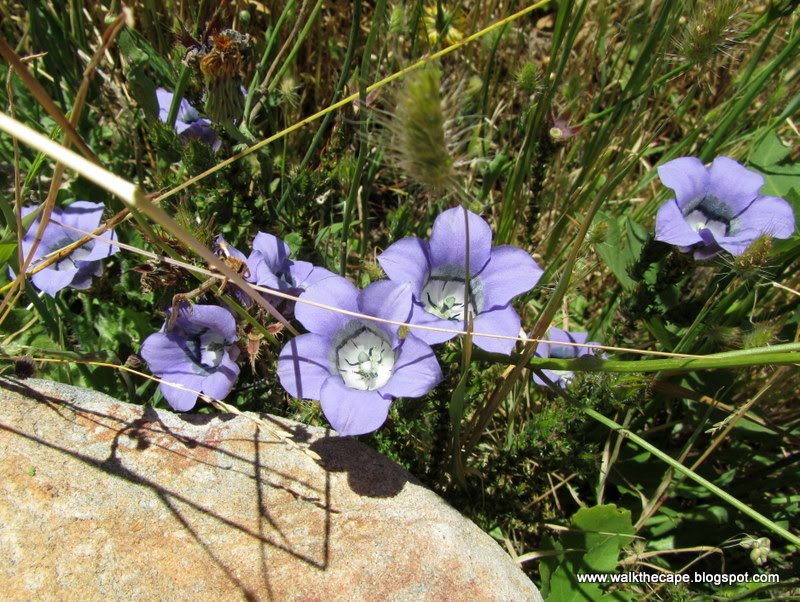 Walking the Cape: Back Table, Dams & Waterworks Museum
