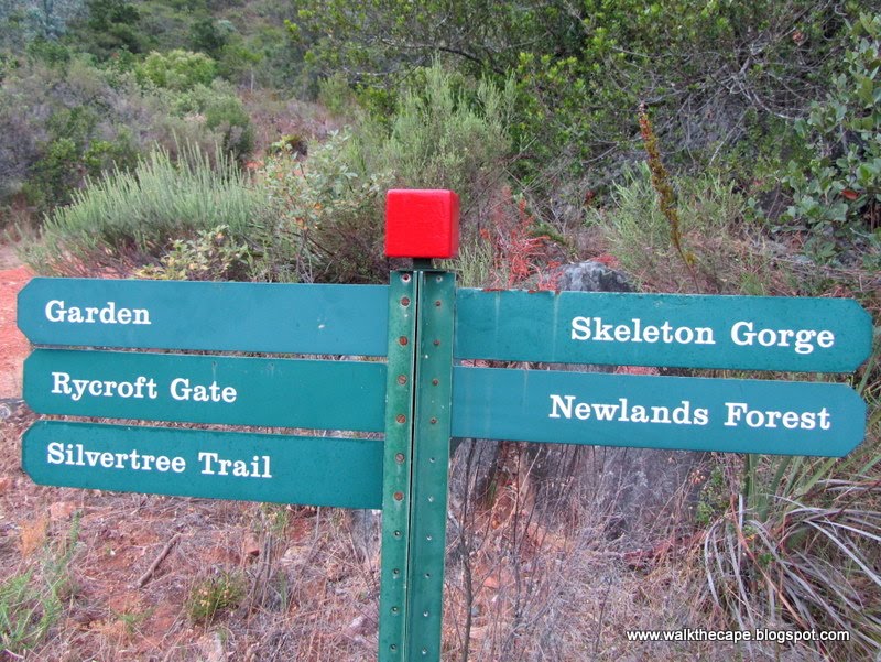 Walking the Cape: Skeleton Gorge & Nursery Ravine