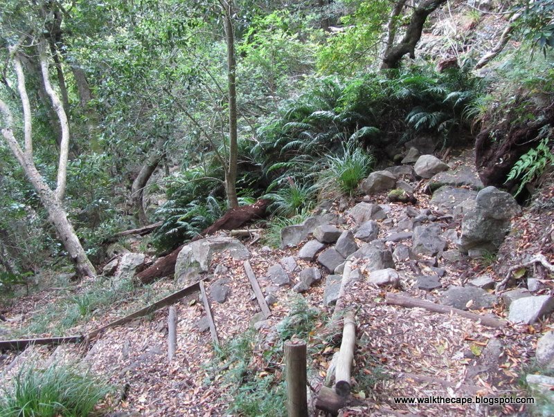 Walking the Cape: Skeleton Gorge & Nursery Ravine