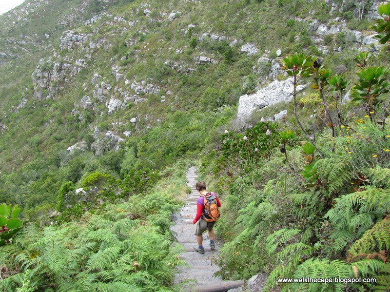 Walking the Cape: Skeleton Gorge & Nursery Ravine