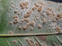 AGROCIENCIA PANAMENSIS: REPORTE PRELIMINAR DEL HONGO Aegerita webberi ...