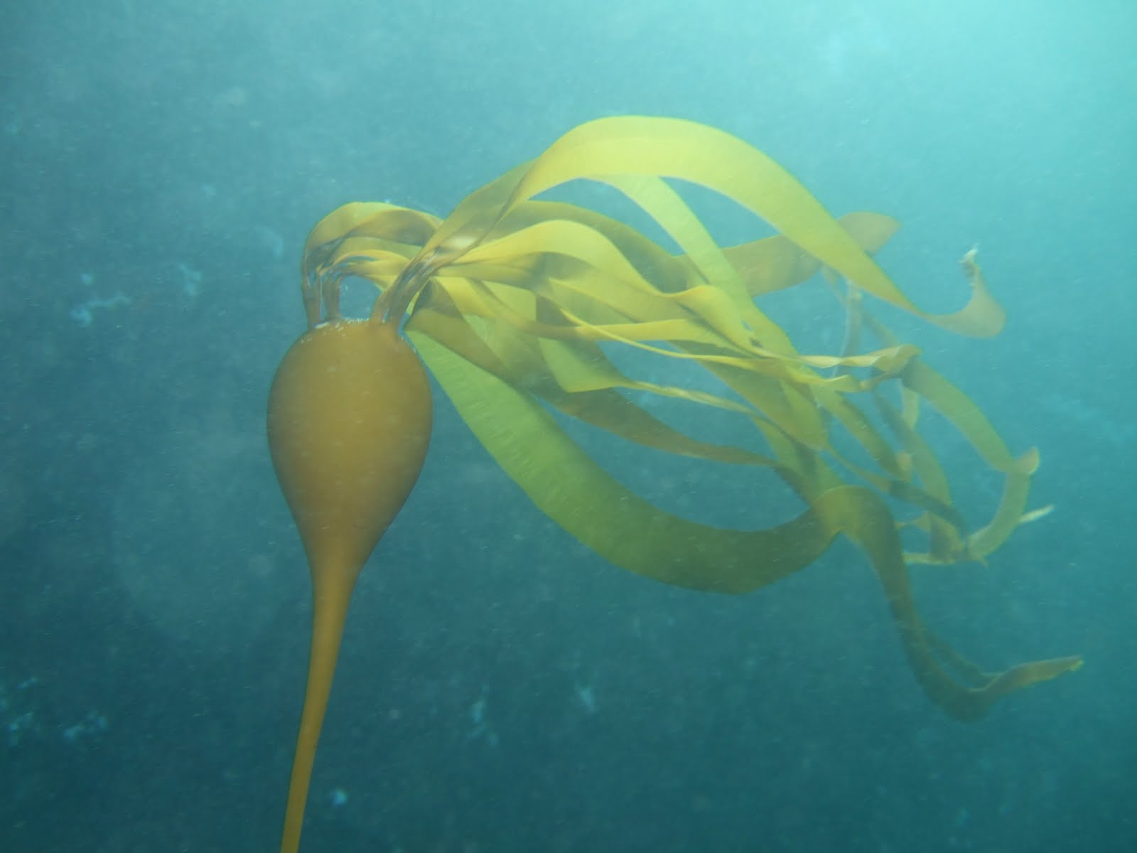 Hooray Fo(u)r Science!!π!!!: Bull Kelp