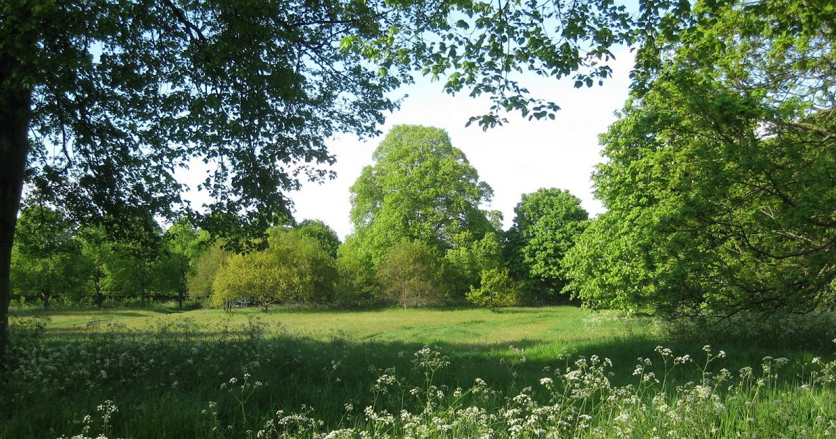 Ham Photos: The Copse