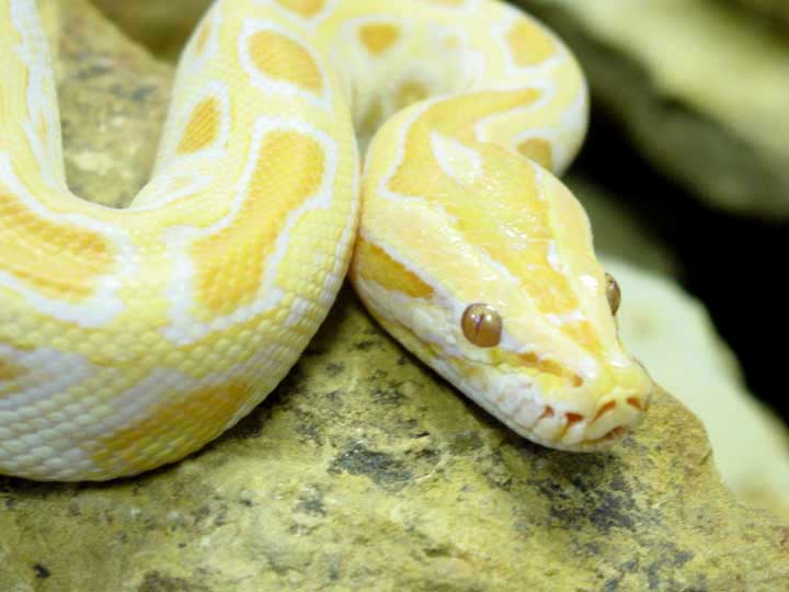 Burmese Albino Pythons and Britney Spears: A perfect combo | Animals ...