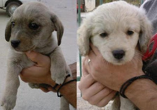 pets-family: Χαρίζονται 2 ημίαιμα γκριφονάκια 2 μηνών