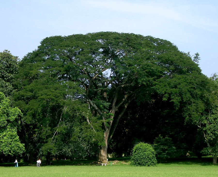 CASAPLANTA: Poda de árboles ejemplares