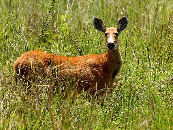 lost in Mato Grosso: female Swamp Deer in the grass