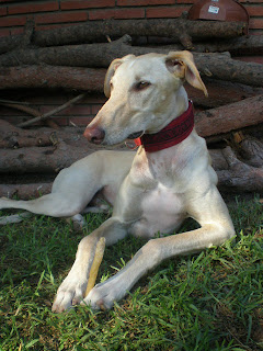 GALGOS EN ADOPCIÓN. ADOPTA UN GALGO. GREYHOUNDS FOR ADOPTION: FOTOS DE ...