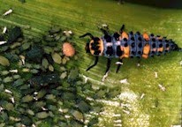 Insetos: Pragas PredadorAs e Parasitóides