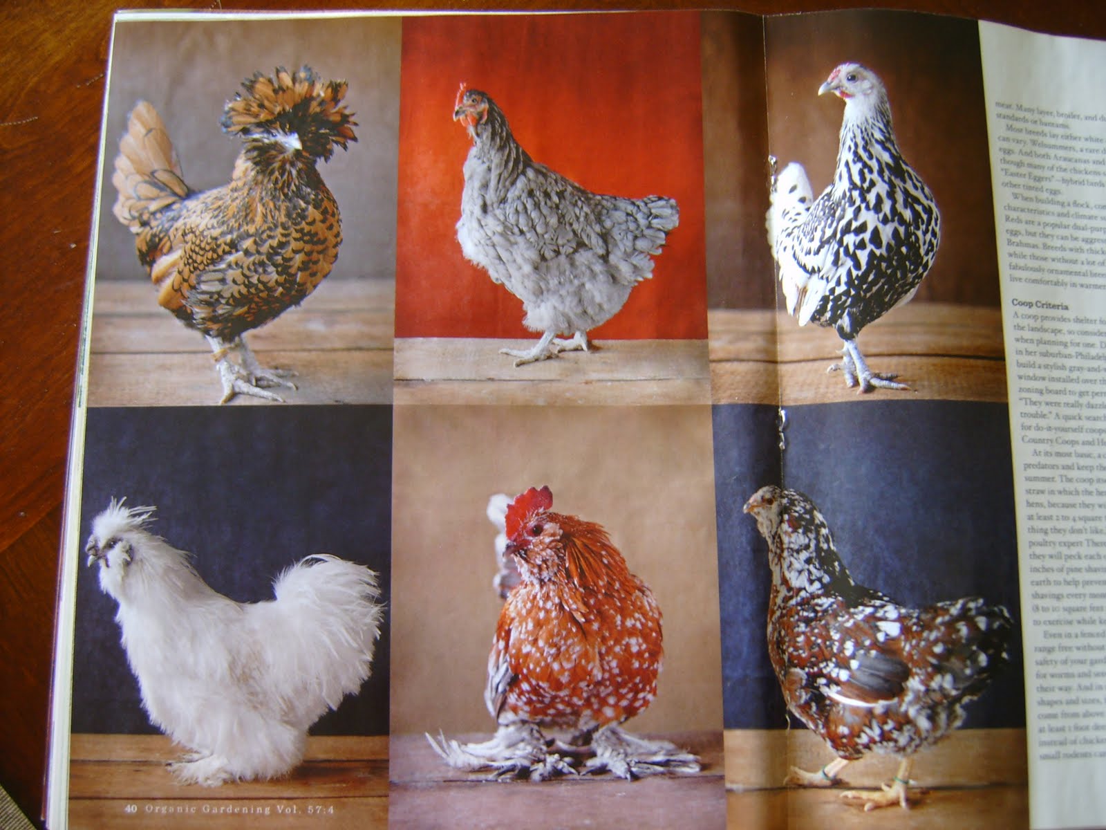 Jackie's Secret Garden: My reasons for the urban chickens