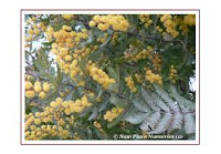 Black Acacia – TreesCompany