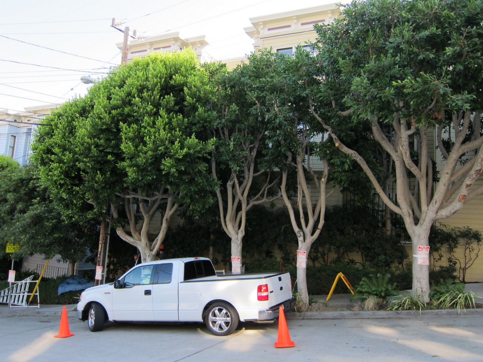 Ficus Forest – TreesCompany