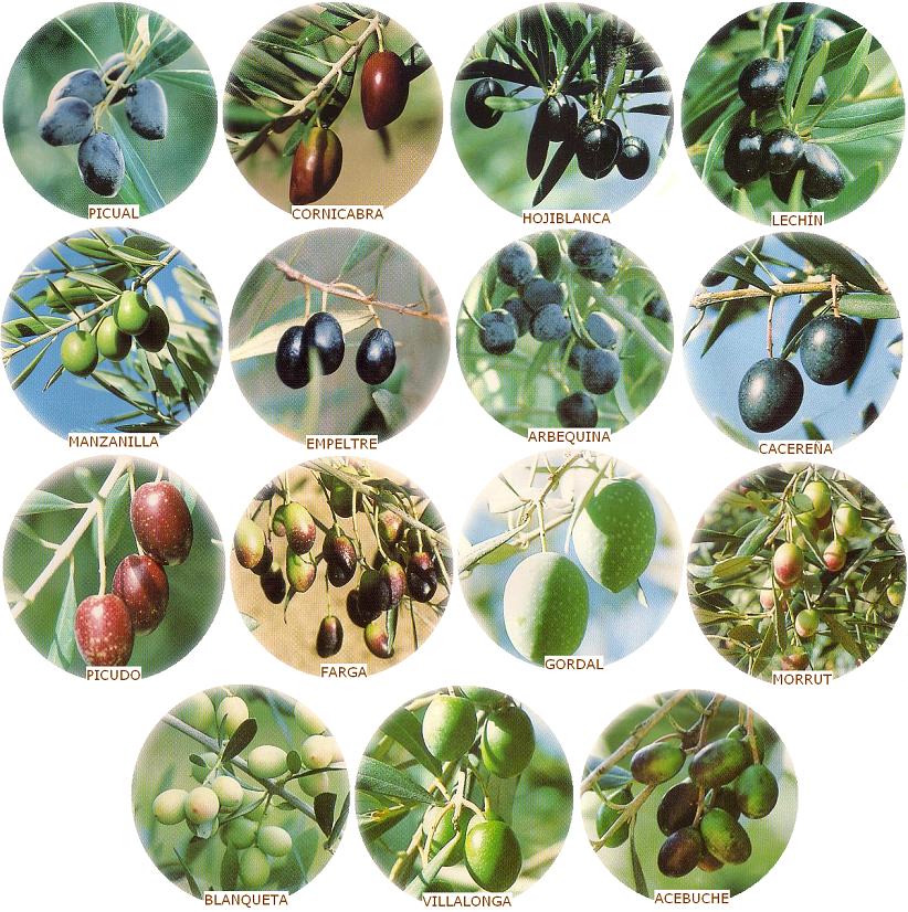 Sectores Productivos de Andalucía.: PRINCIPALES VARIEDADES DE ACEITUNA