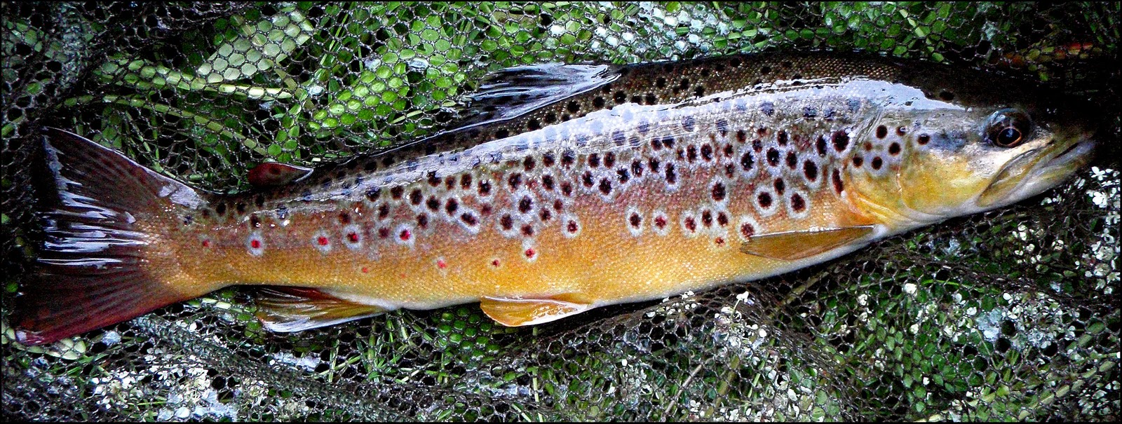 Dry Fly 'Expert': Approaching some more...