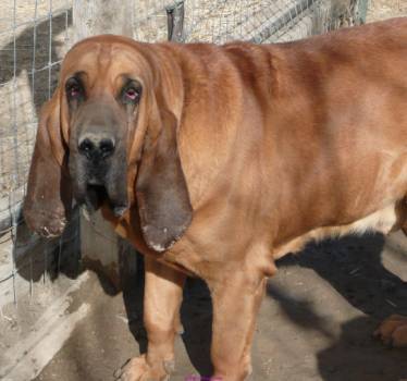 Davidsons Bloodhounds: Blake Shelton - Ol' Red