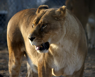 The Real Kentucky Wildcats