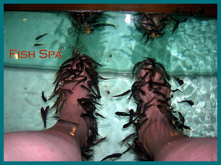 Malaysia And Cambodia: 34. Foot Master Fish Spa