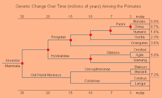Primate Phylogenetic Tree