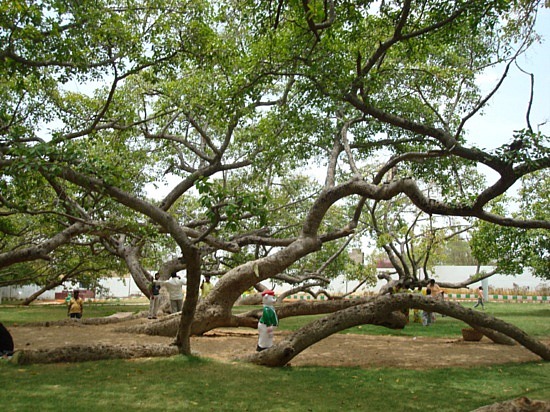 wallpapers: Pillalamarri Mahabubnagar Location And History