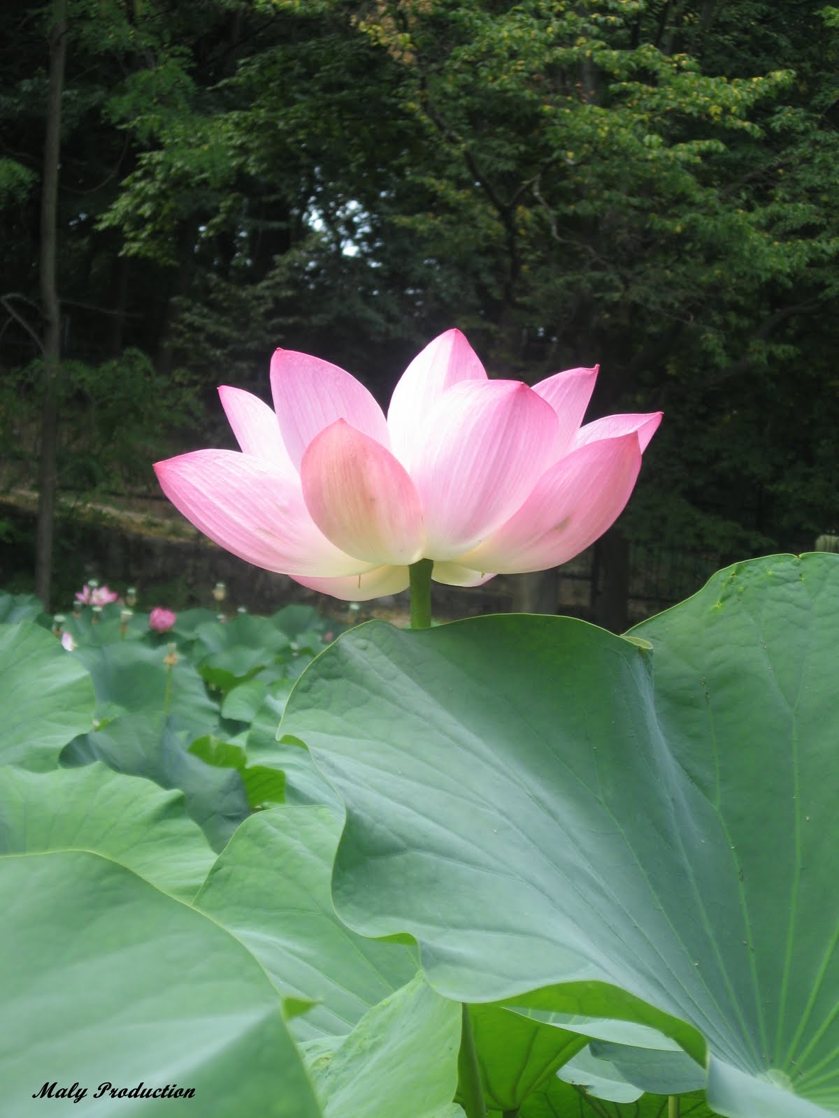 si o raza de soare!: Floare de Lotus si Nuferi