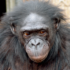 Kanzi: The Great Ape Superstar: Kanzi's Family Tree