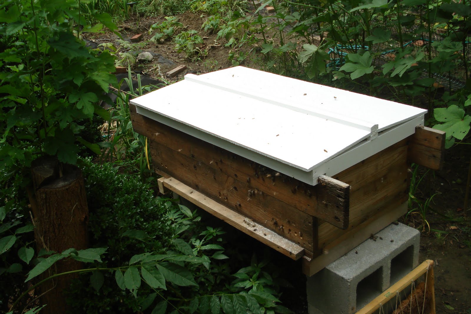 Chris Harker's Bees: Snapshots of Cleopatra