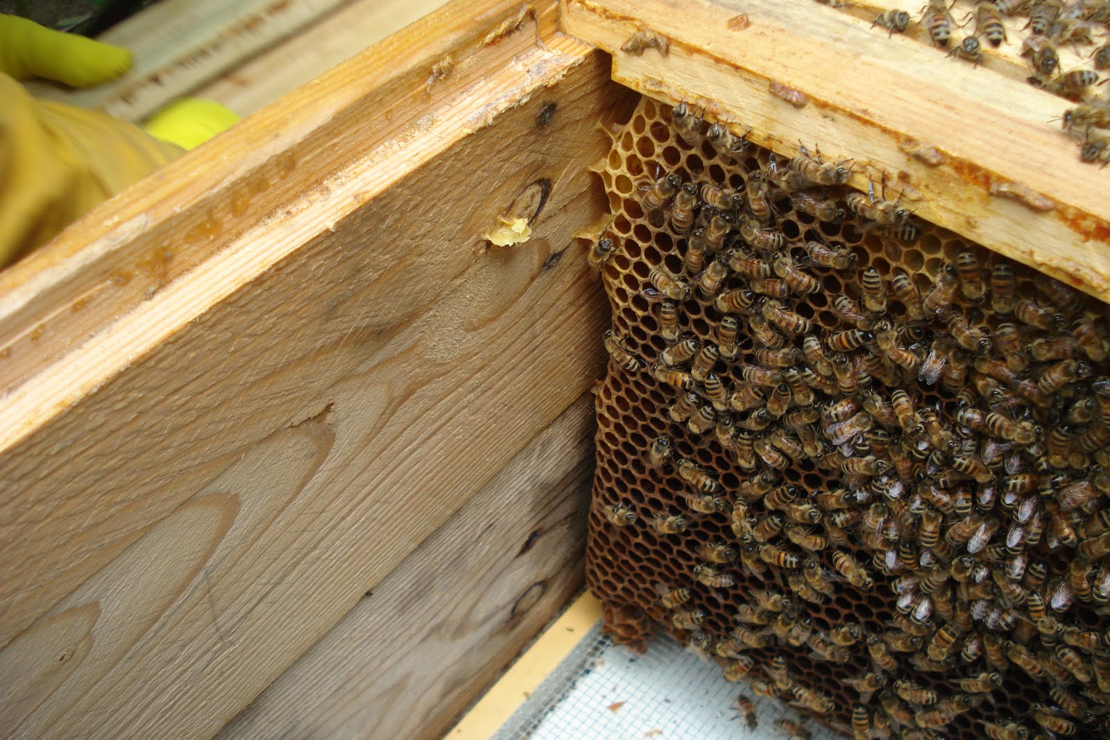 Chris Harker's Bees: Snapshots of Cleopatra