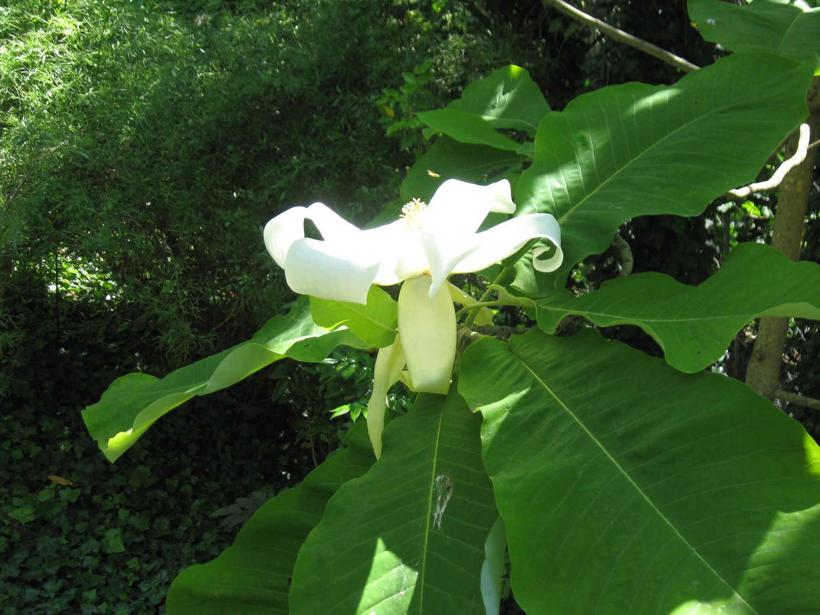KHS: Plant Library: Magnolia macrophylla - Big leaf Magnolia