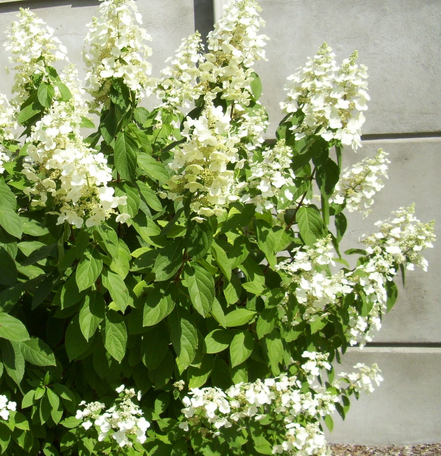 KHS: Plant Library: Hydrangea paniculata 'Unique' - Unique Hydrangea