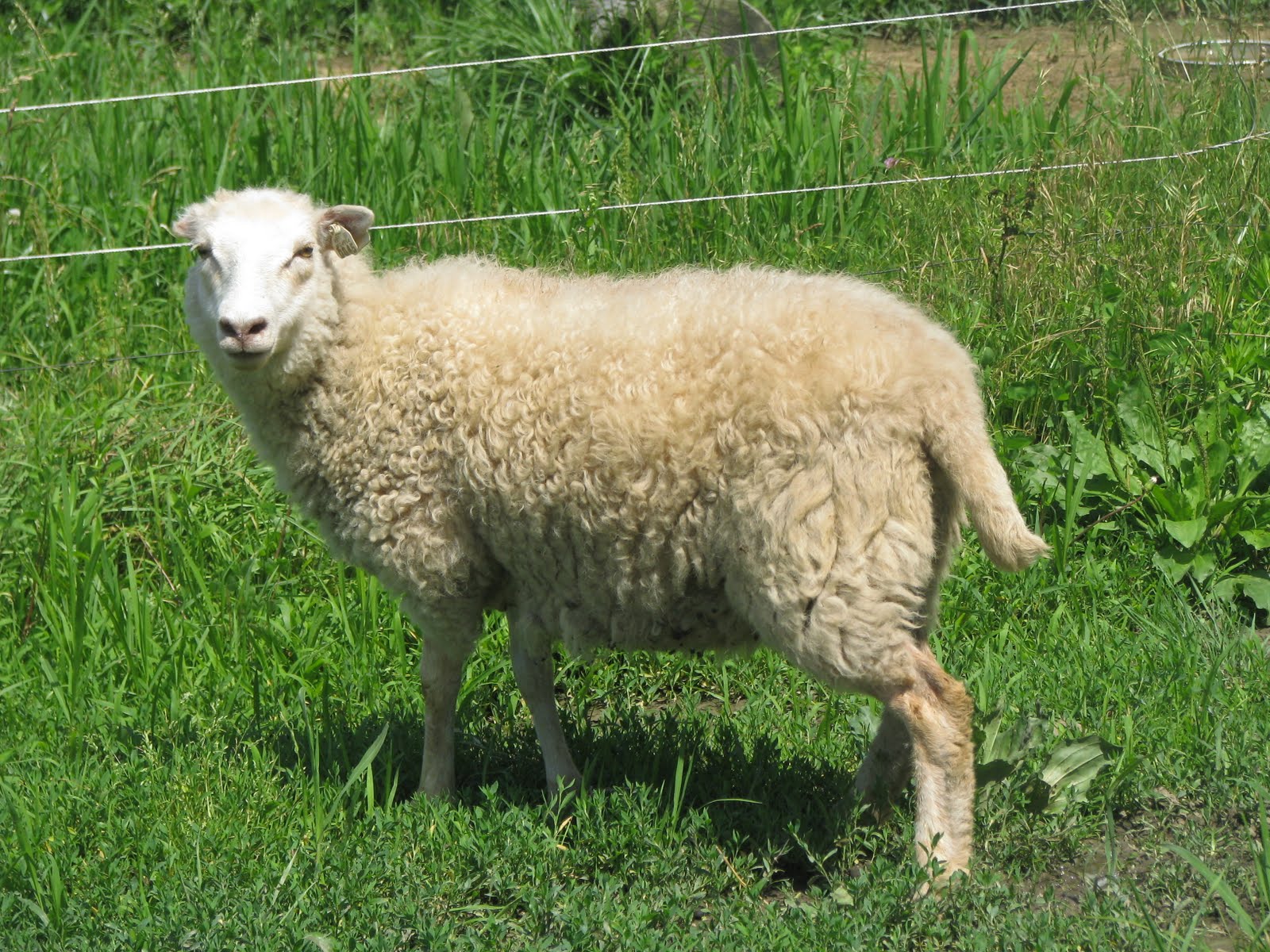~Redbud Lane Farm~: Sheep For Sale - White Yearling Ewes