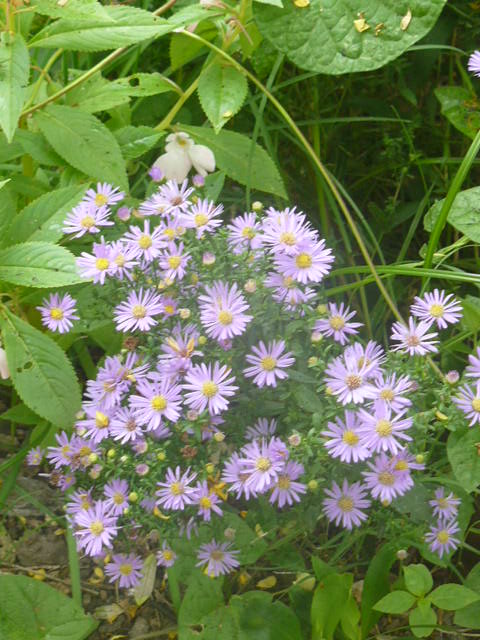 El jardín de Emi: Aster