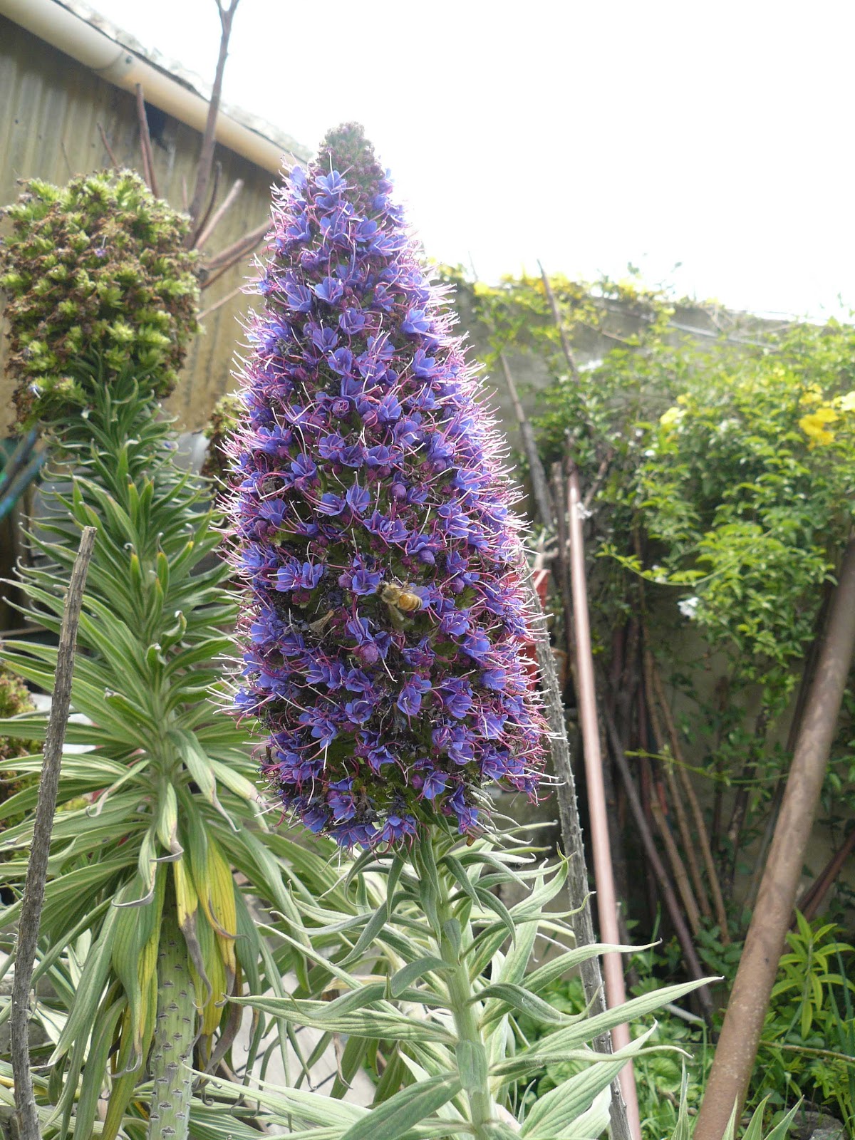 El jardín de Emi: Equium, Echium, Taginaste, Plumero azul, Flor mora ...