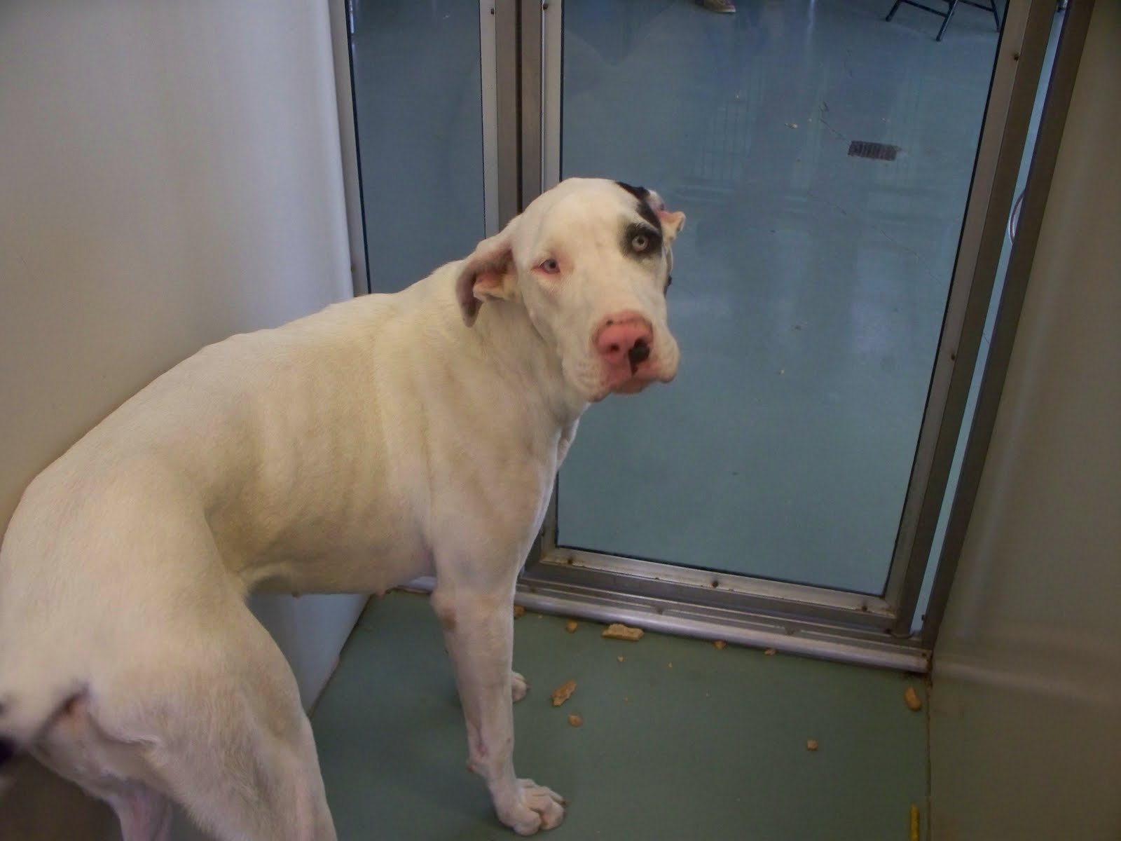 Deaf Animals: Birmingham, AL: Deaf Great Dane Needs Foster