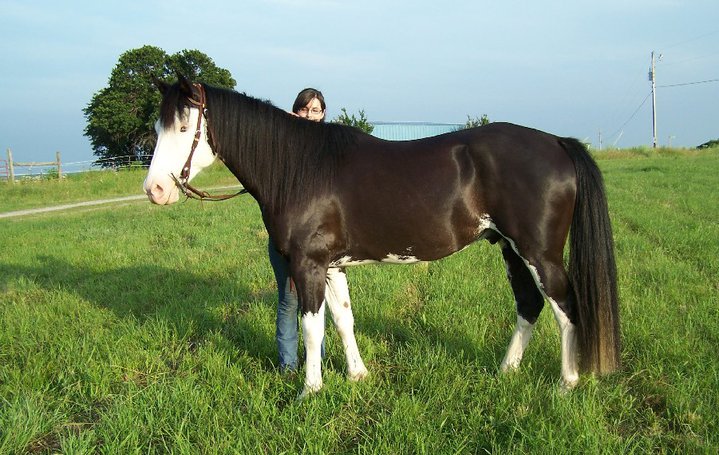Deaf Animals: Tulsa, OK: Deaf Horse Needs a Home Quick
