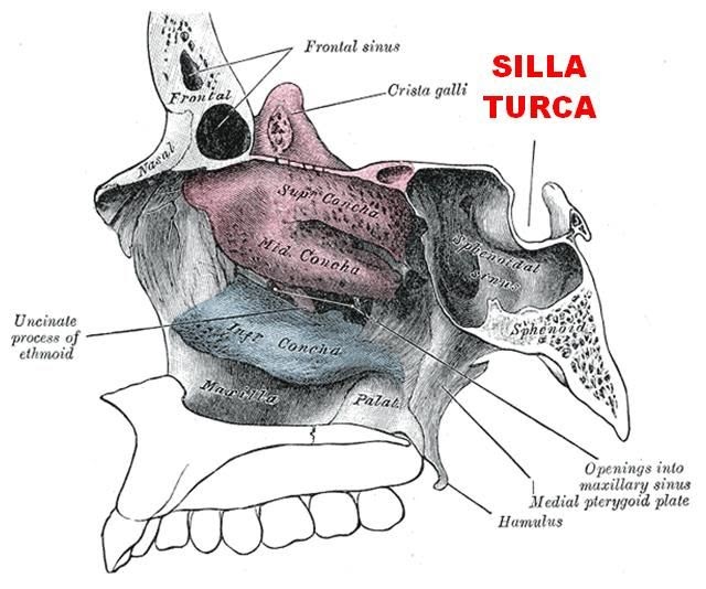 SILLA TURCA - Prueba2: ¡Bienvenida SILLA TURCA!