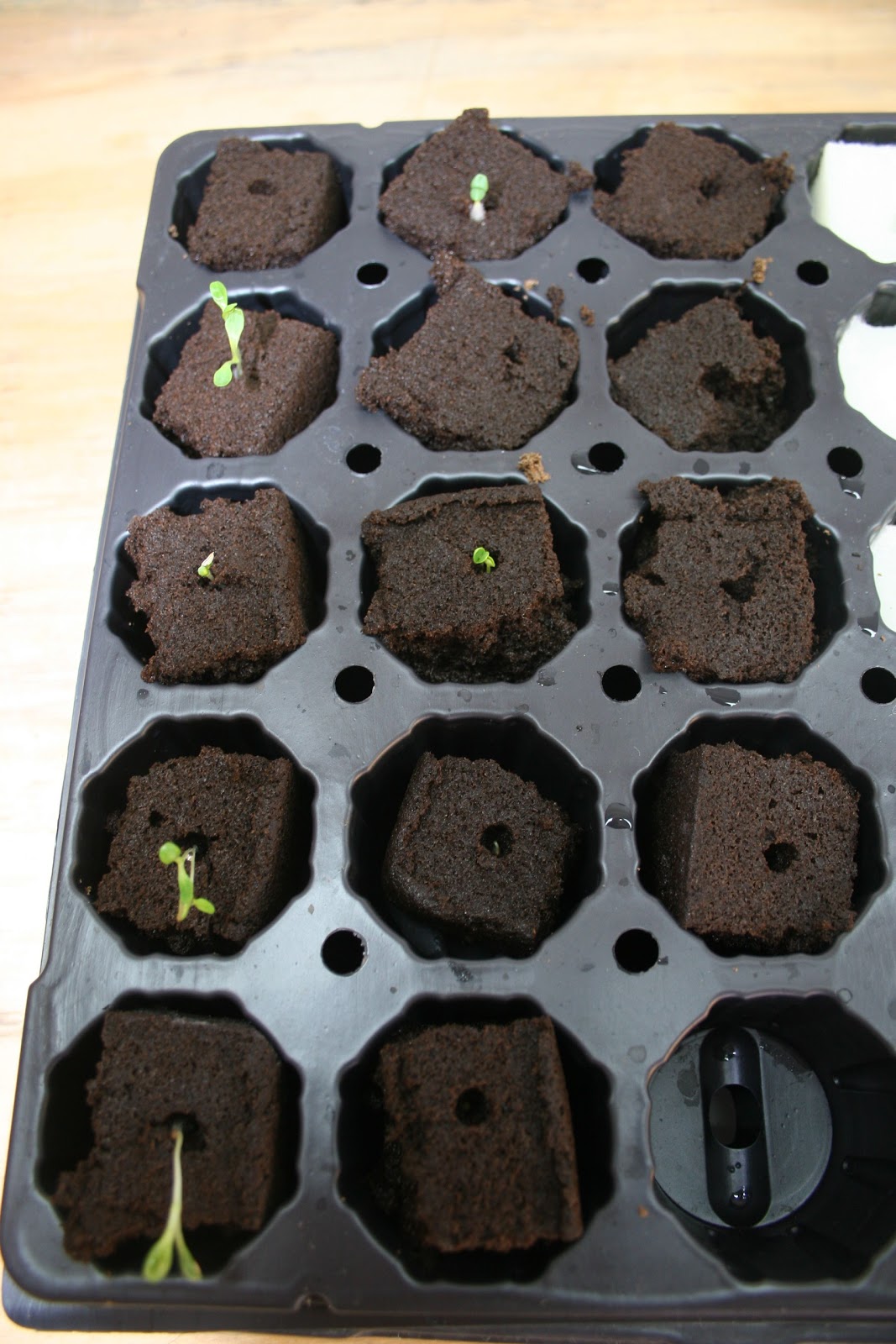 Practicing Hydroponics: Grow 3 - Cube Test Results Day 4