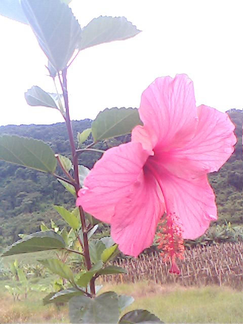 Verdes Veredas: Hibiscus